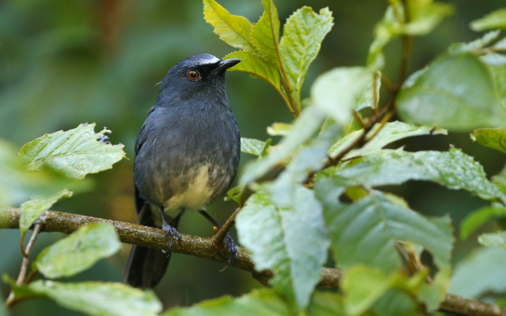 White-bellied Blue Robin