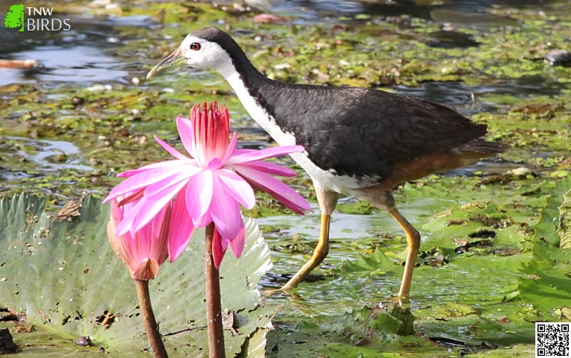 White-breasted Waterhen