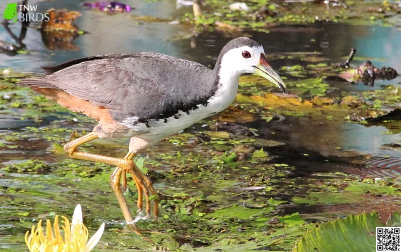 White-breasted Waterhen