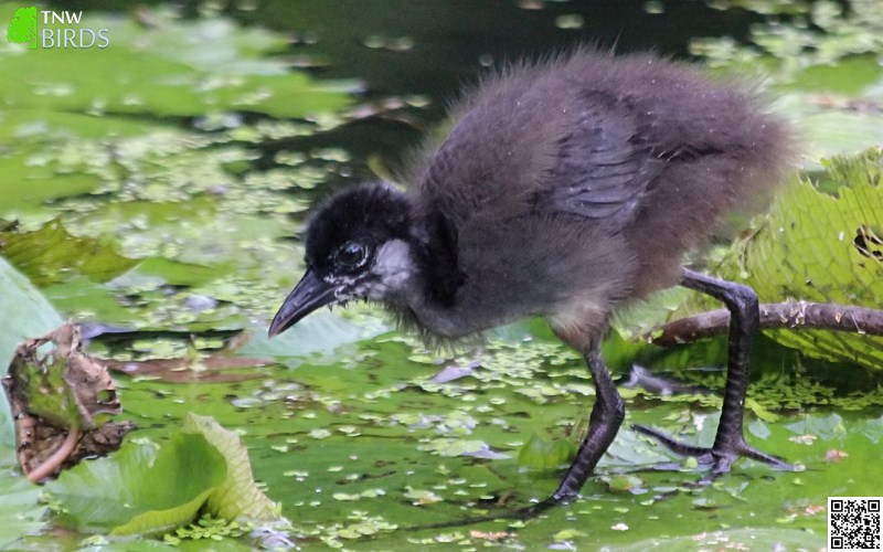 Birds of Indian Subcontinent - White-breasted Waterhen