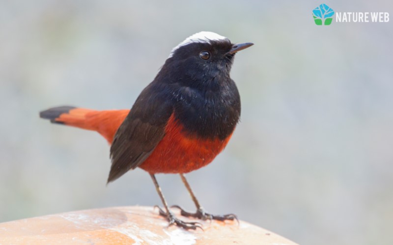 White-capped Redstart
