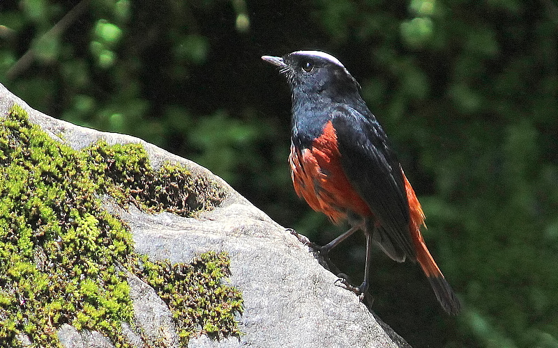 White-capped Redstart