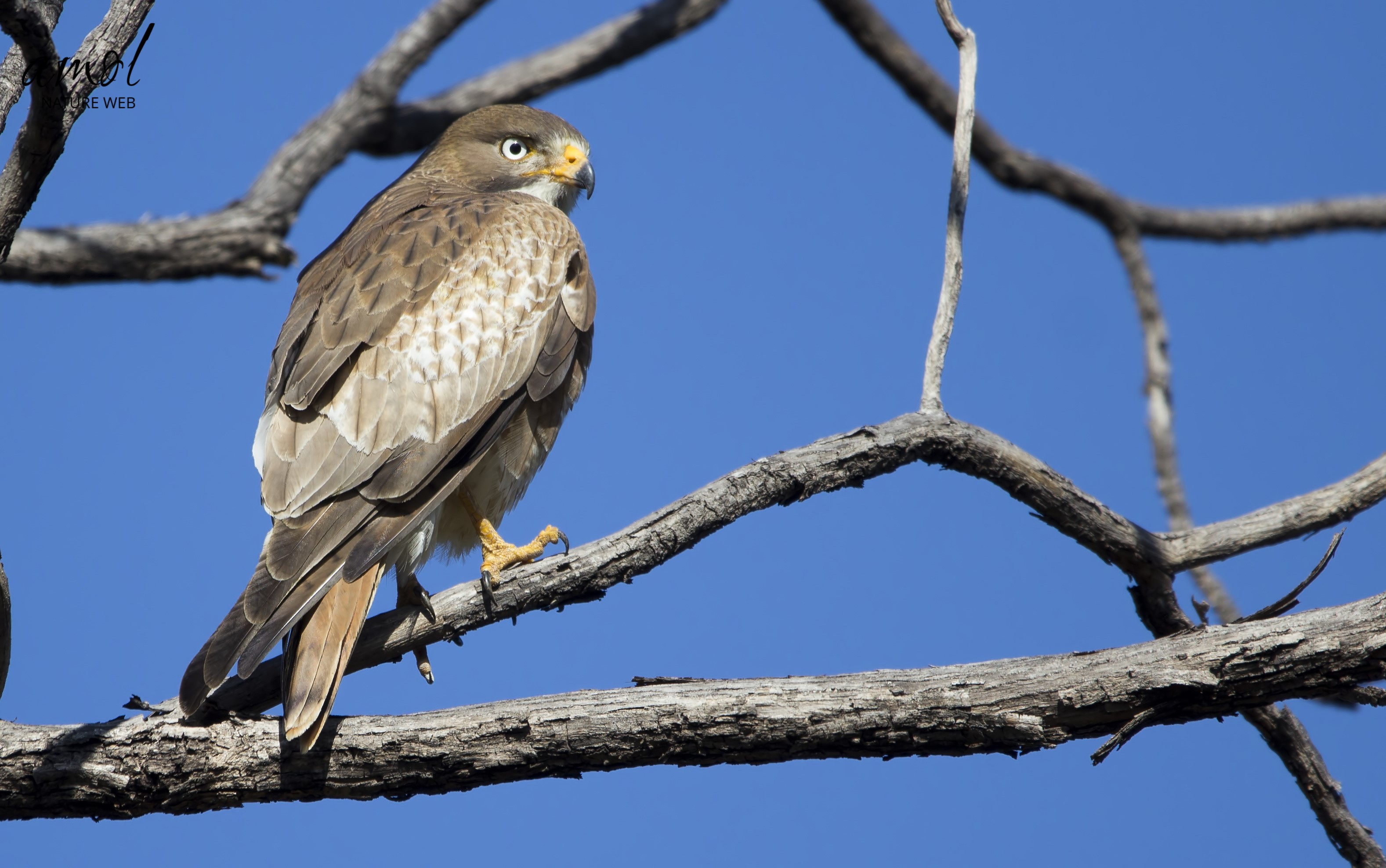 White-eyed Buzzard