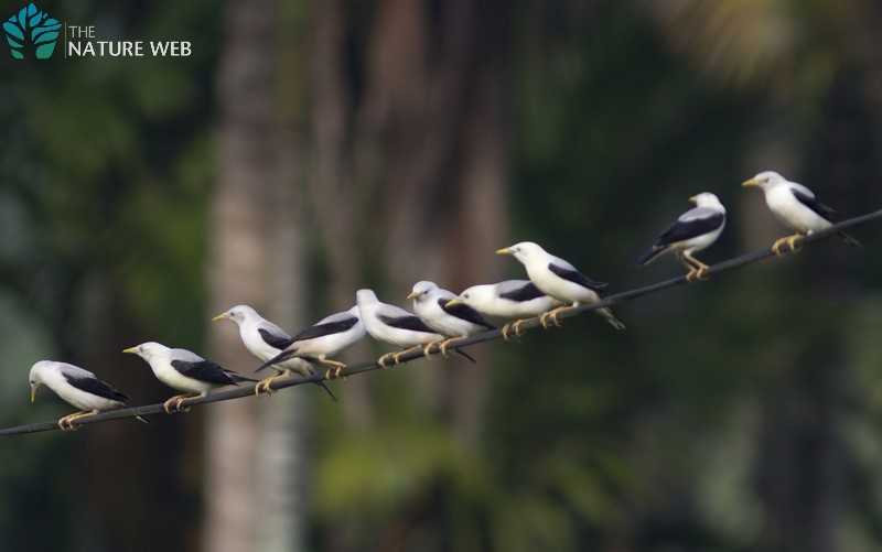 White-headed Starling