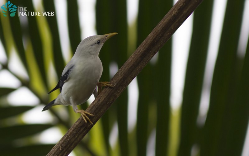 White-headed Starling