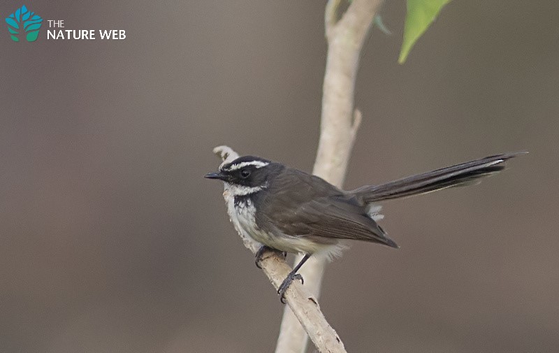 White-spotted Fantail