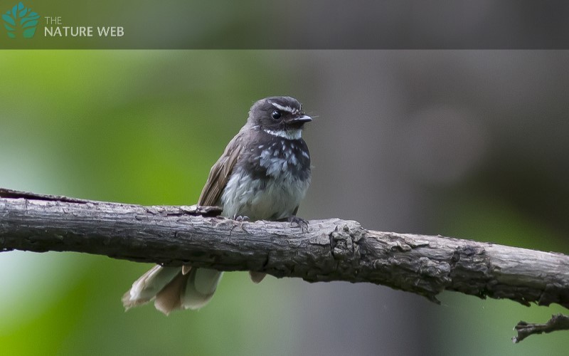 White-spotted Fantail