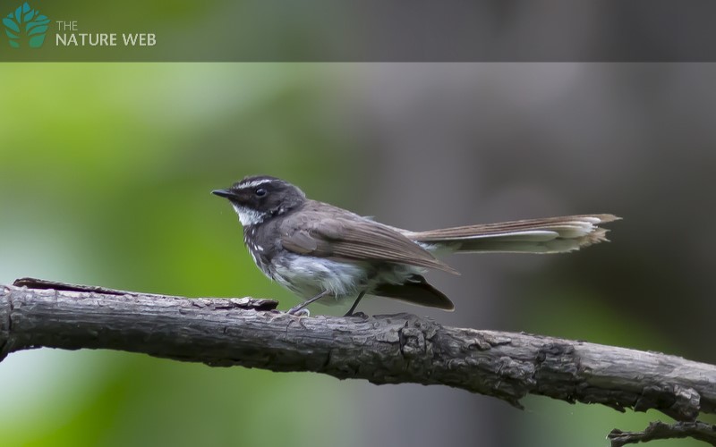 White-spotted Fantail