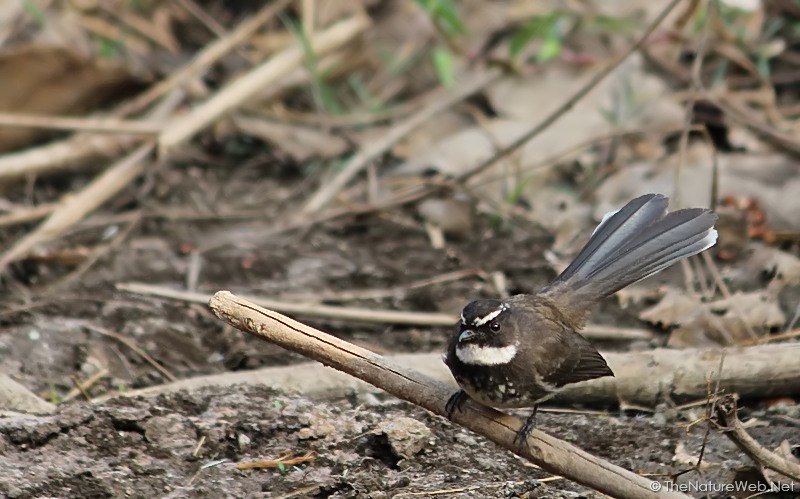 White-spotted Fantail