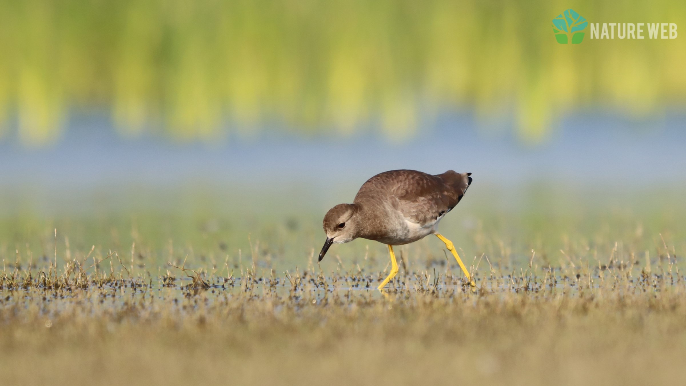 White-tailed Lapwing