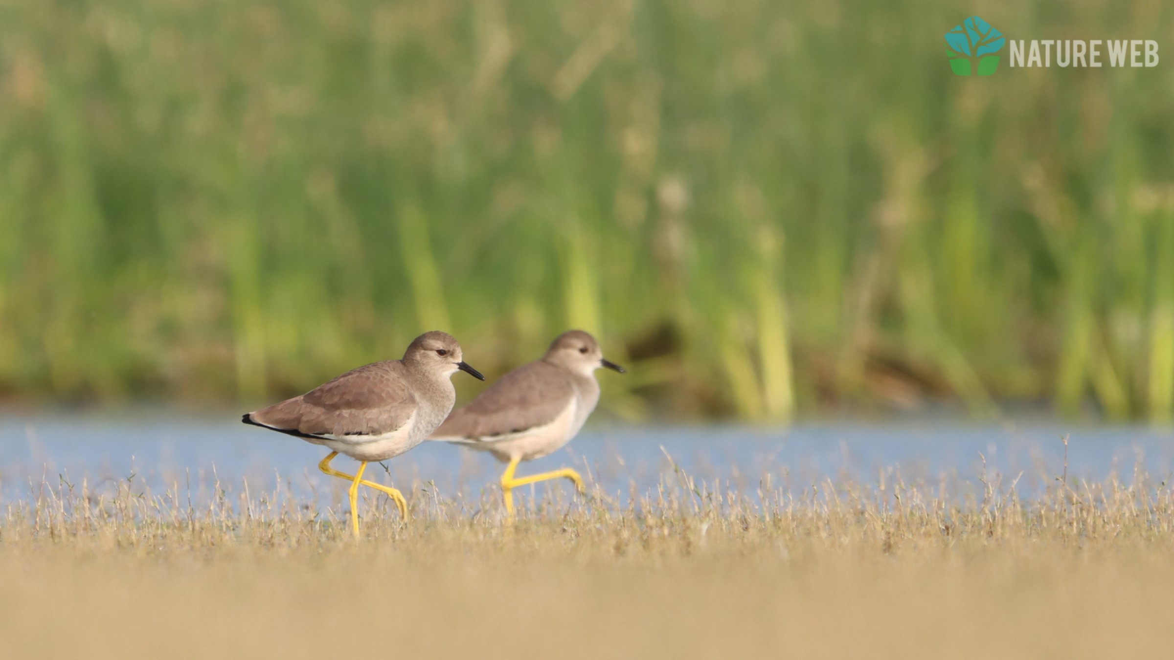White-tailed Lapwing