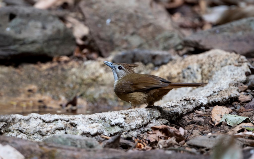 Red-vented Bulbul