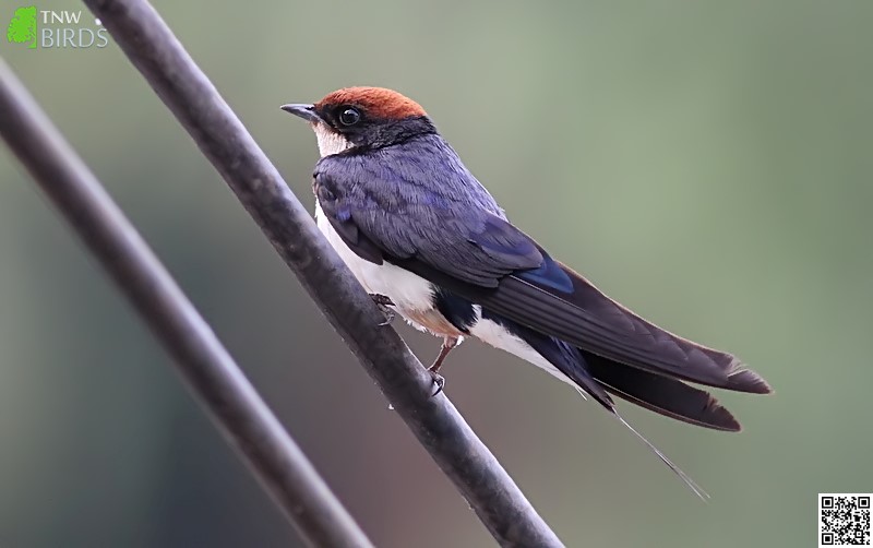 Wire-tailed Swallow