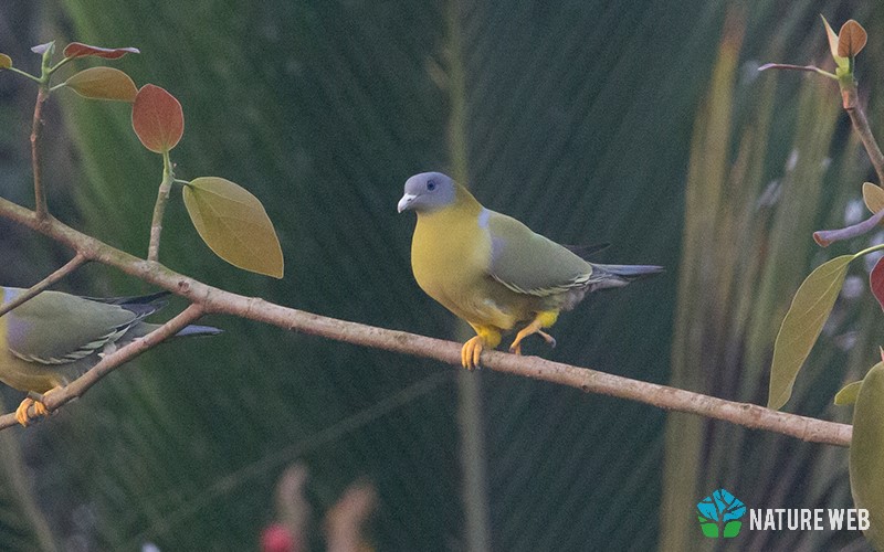 Yellow-footed Green Pigeon