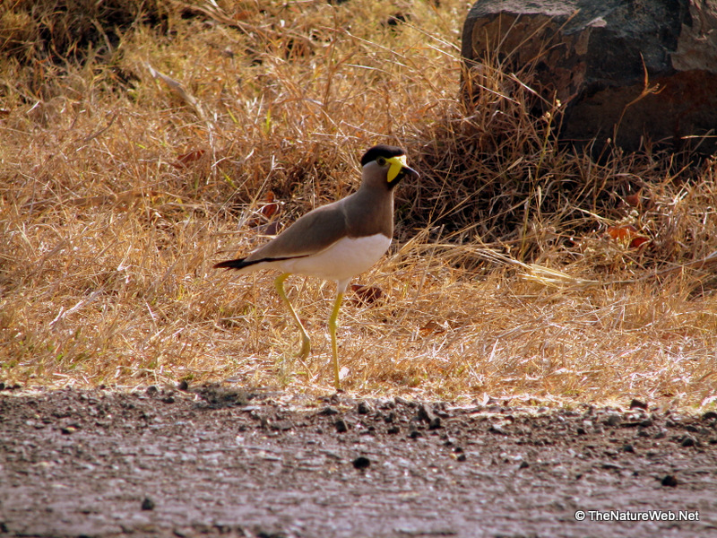 Yellow-wattled Lapwing