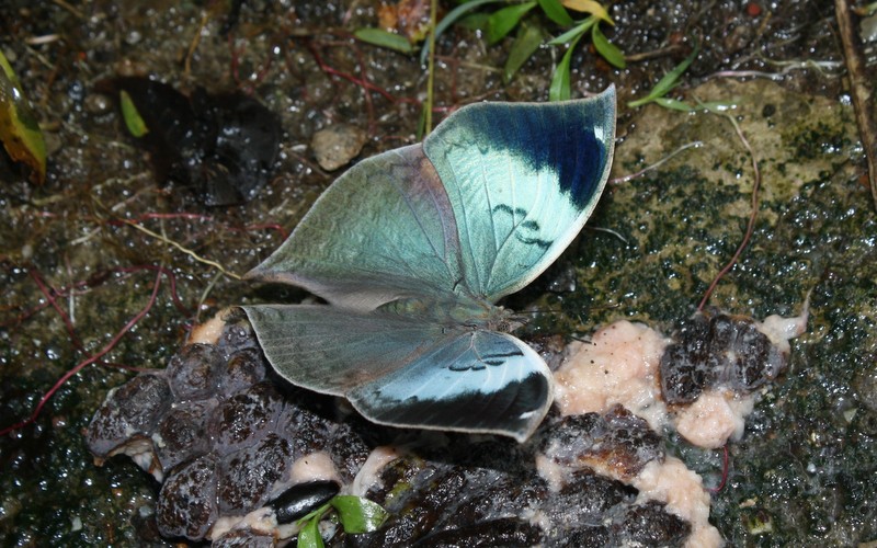Blue Oakleaf