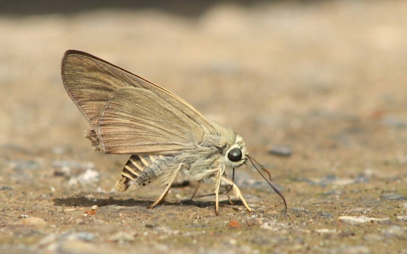 Brown Awl