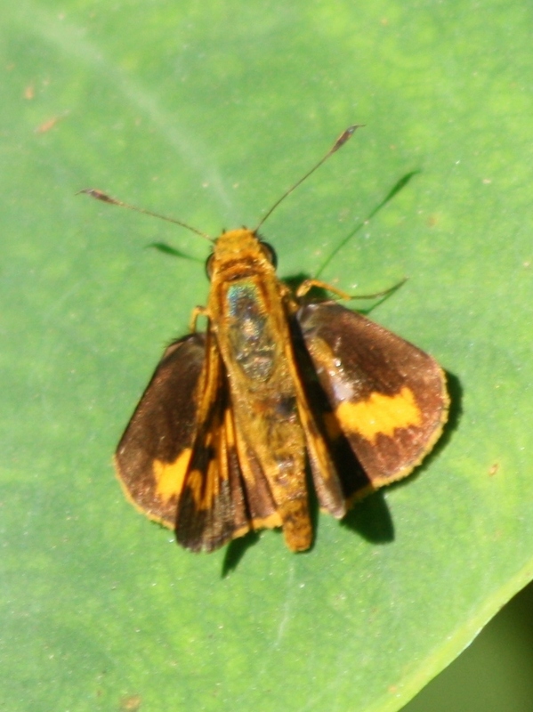 Common Dartlet