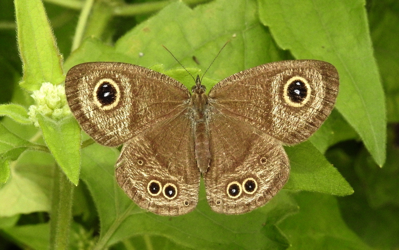 Common Five-ring