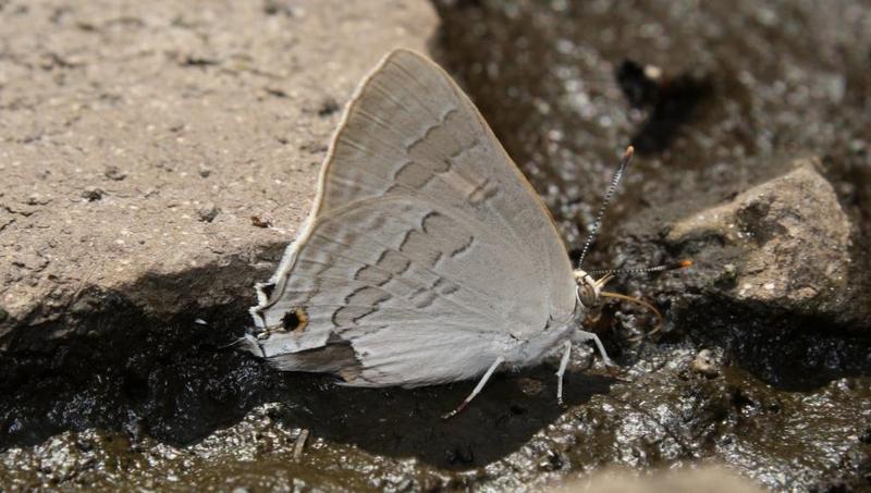Common Guava Blue