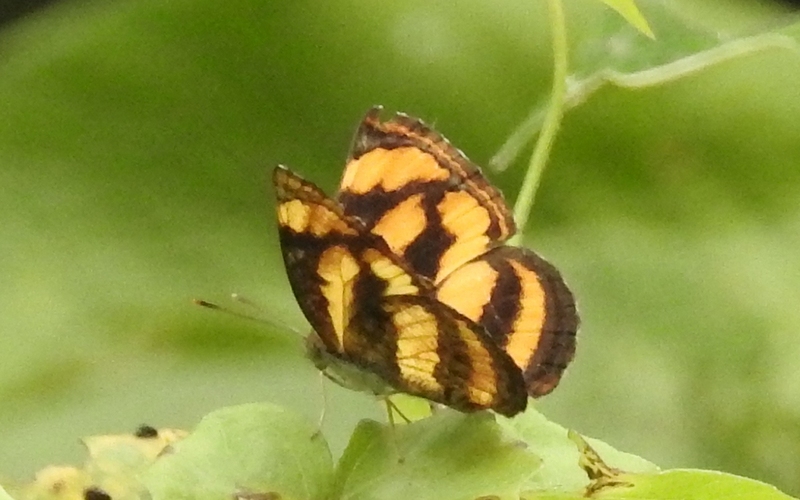 Common Lascar