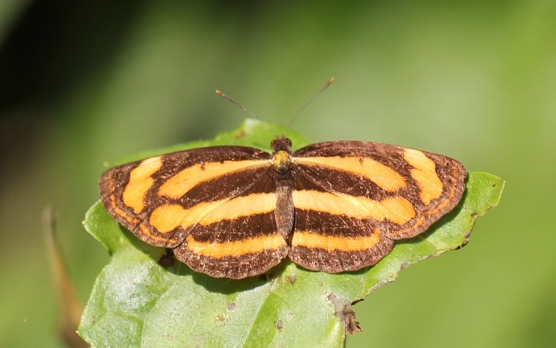 Common Lascar