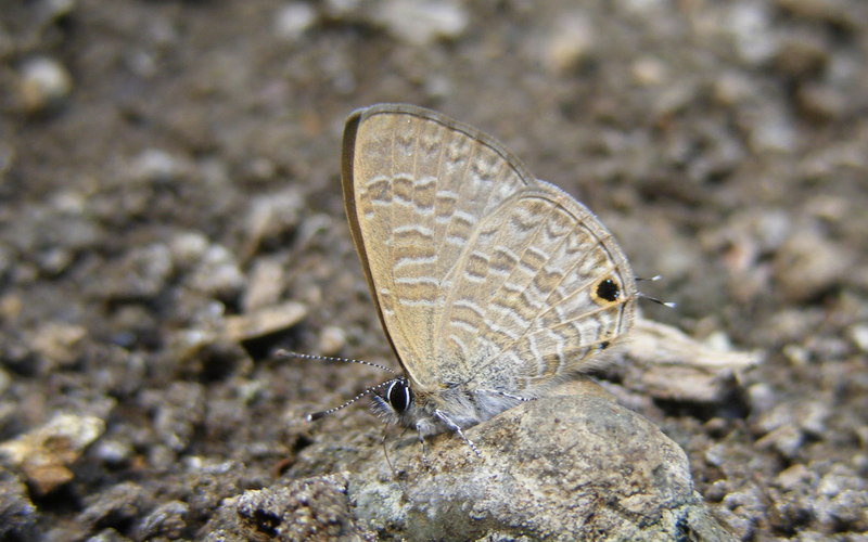 Common Lineblue