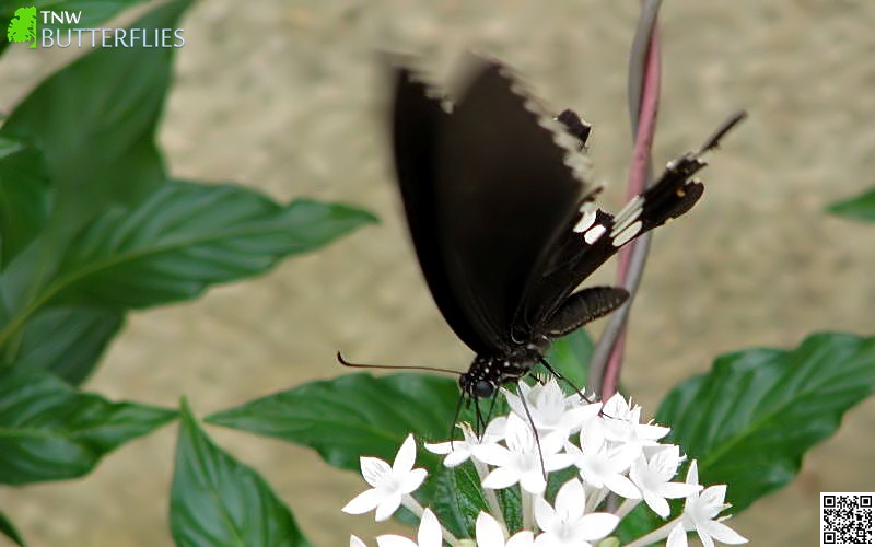 Sahyadri Birdwing