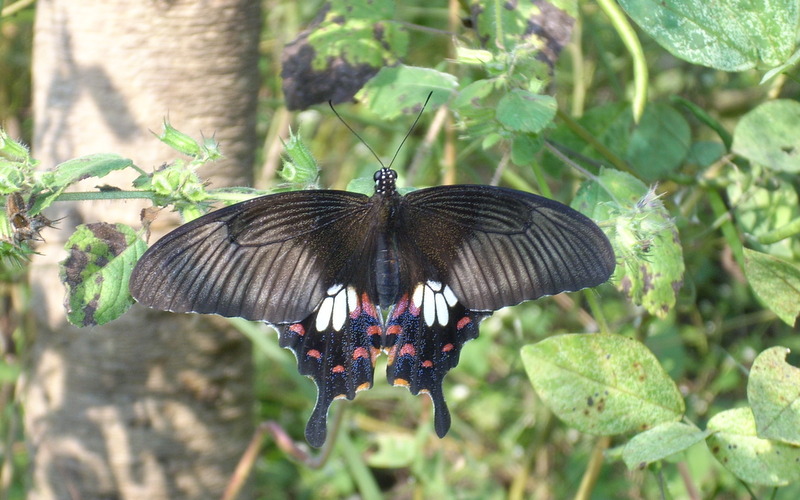 Common Mormon