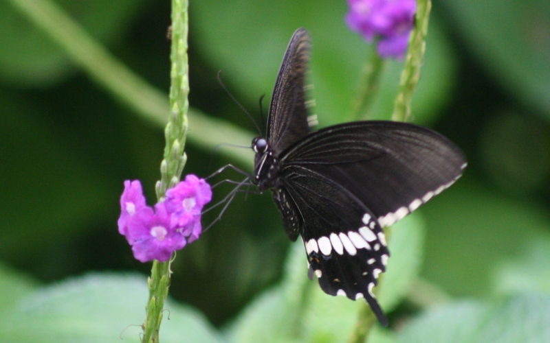 Common Mormon