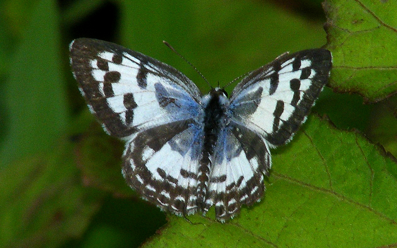 Common Pierrot