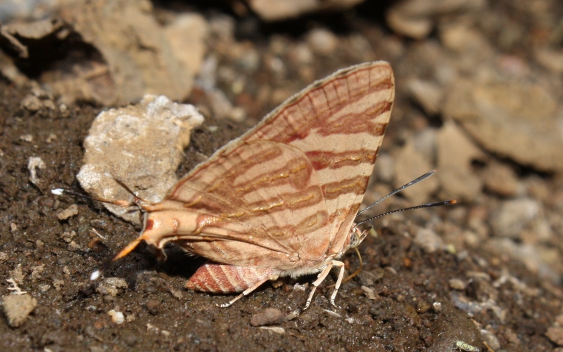Common Shot Silverline
