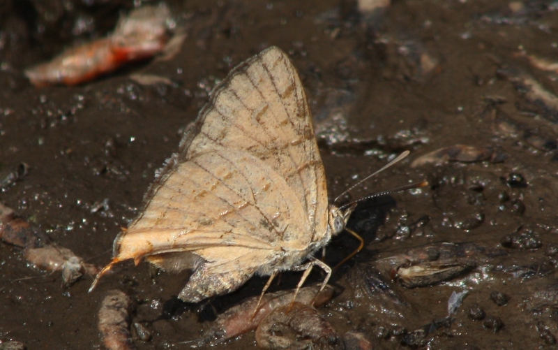Common Shot Silverline