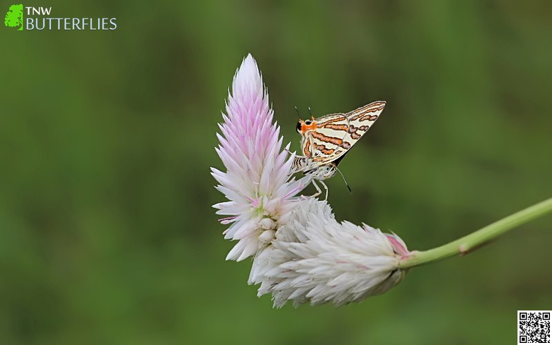 Common Silverline