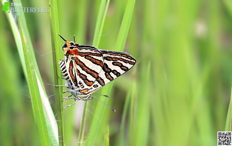 Common Silverline
