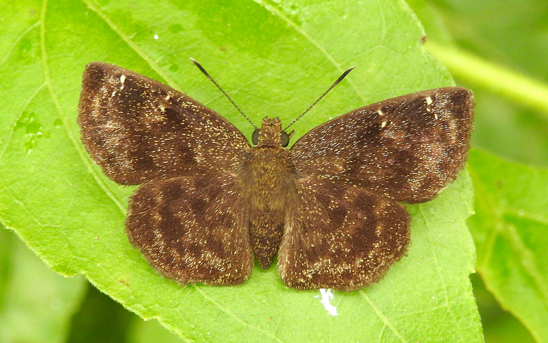 Common Small Flat
