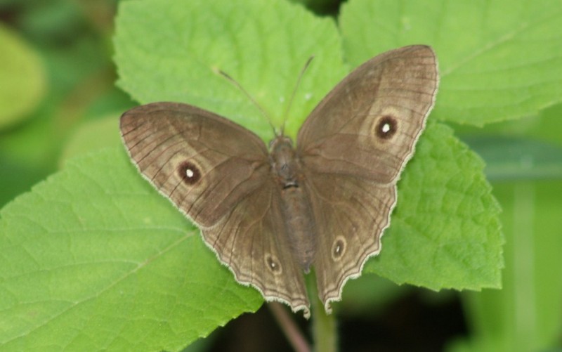 Dark-branded Bushbrown