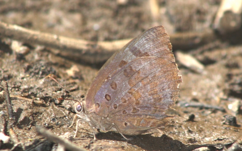 Large Oakblue