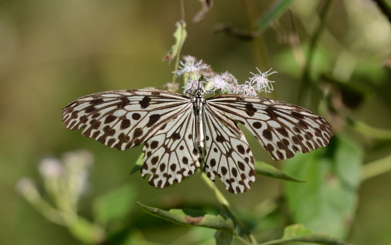Malabar Tree-Nymph