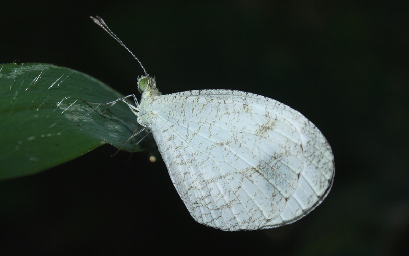 Common Wanderer