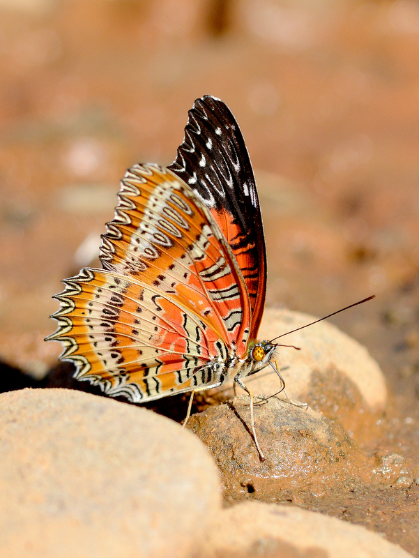 Red Lacewing