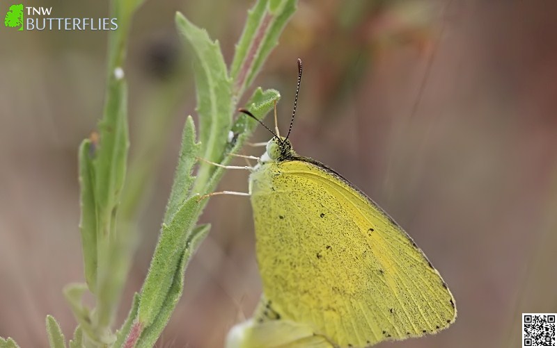 Small Grass Yellow