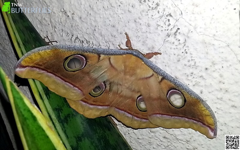 Tussar Silk Moth