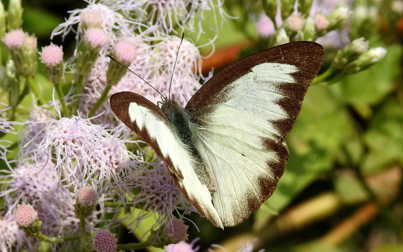Western Striped Albatross