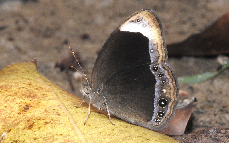 White-bar Bushbrown