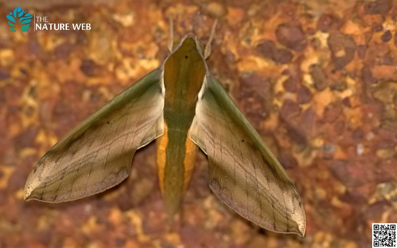Hawk Moths
