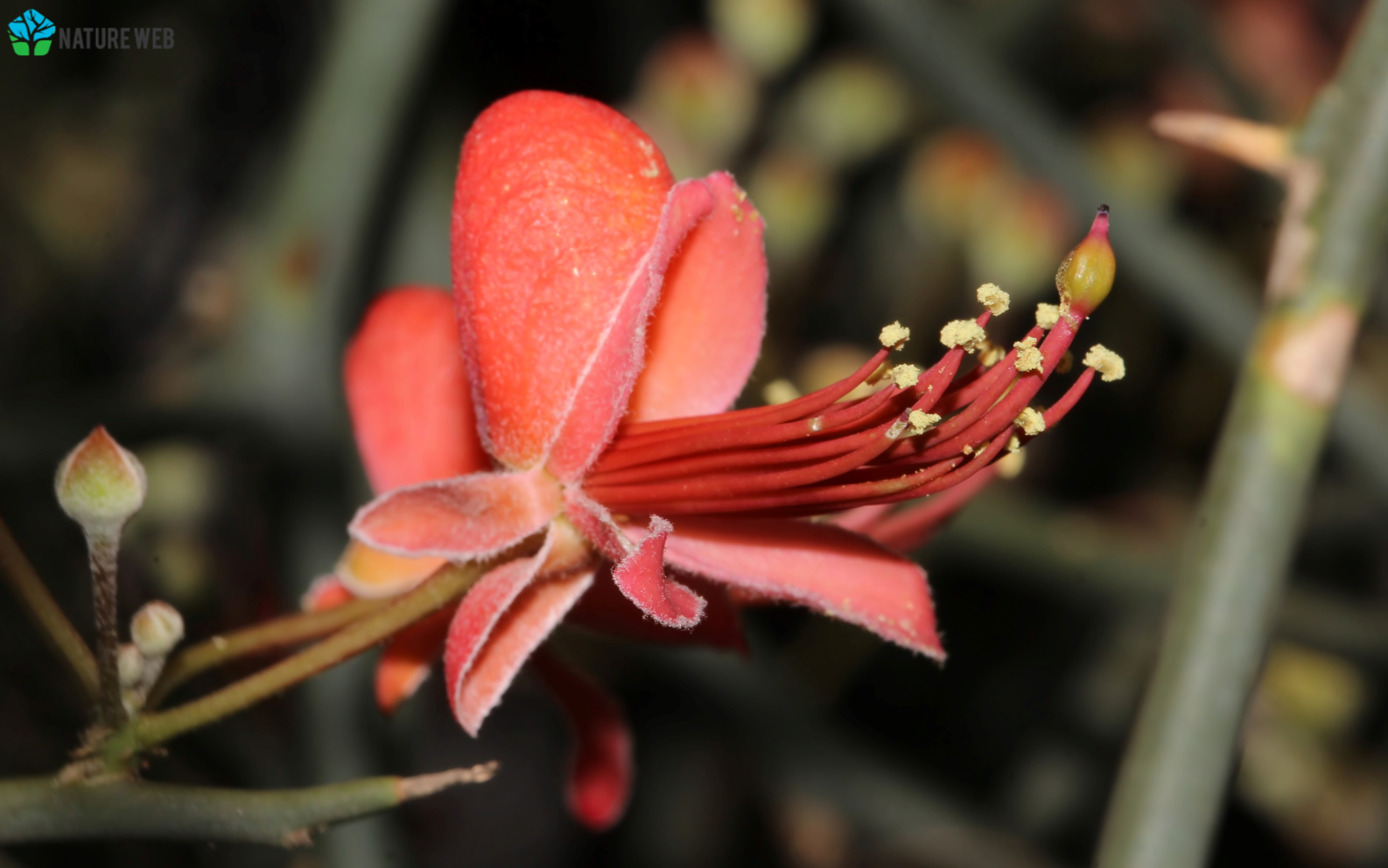 Bengali Flower Names