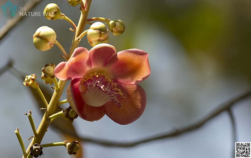 Tamil Nadu State Flowers Name In | Best Flower Site