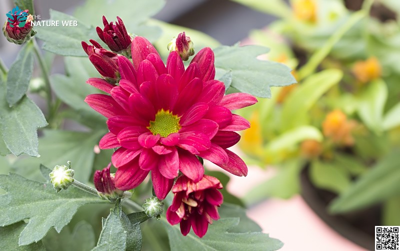 All Flowers Names In English To Telugu With Pictures | Best Flower Site