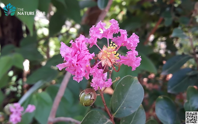 Common Crape Myrtle